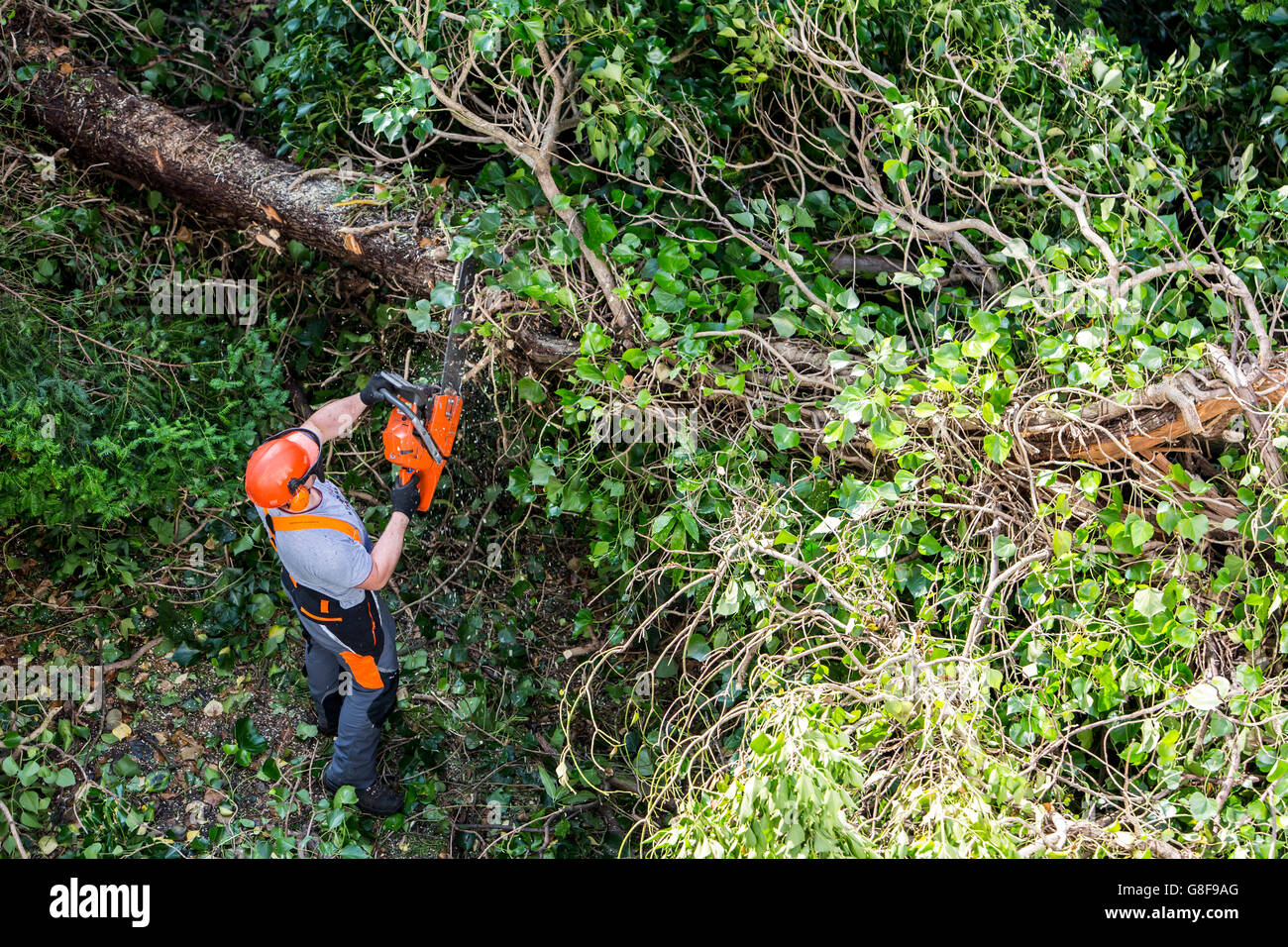 Felling a tree, cut up from the trunk and branches Stock Photo - Alamy