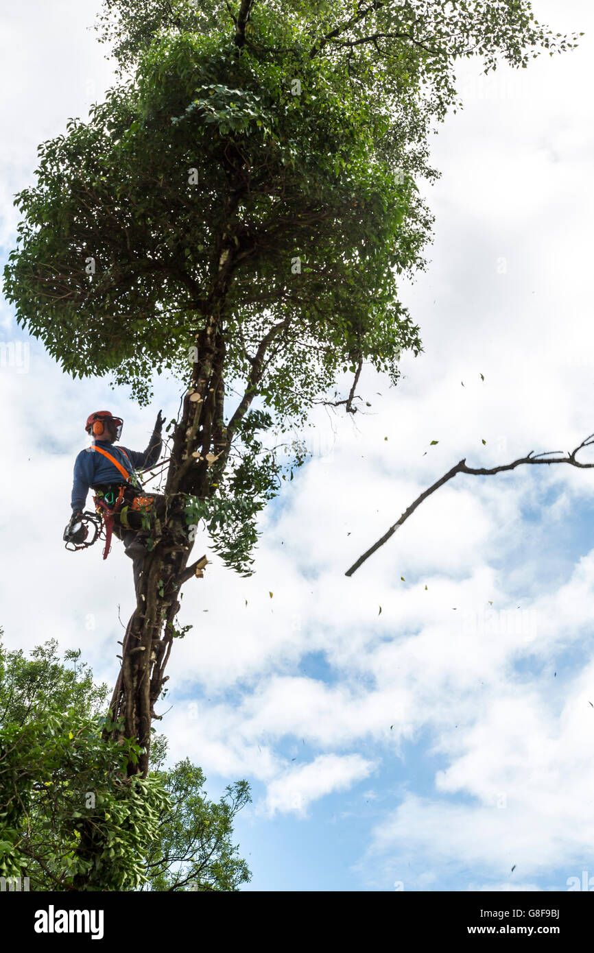 Professional tree climber felling a tree from the top, down Stock Photo ...