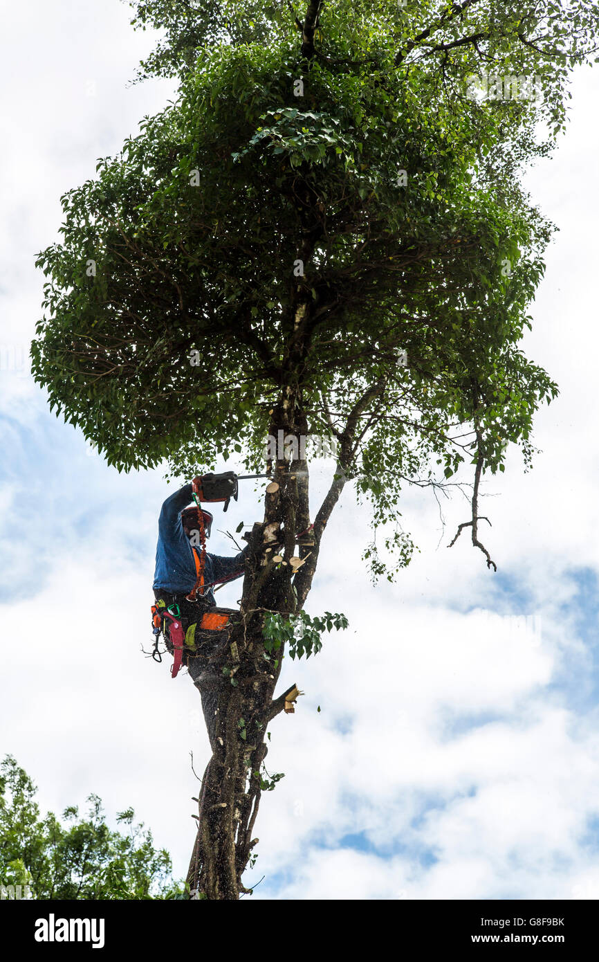 Professional tree climber felling a tree from the top, down Stock Photo ...