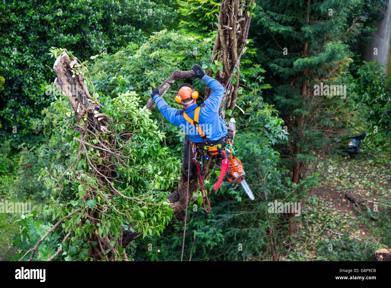 Professional tree climber felling a tree from the top, down Stock Photo ...
