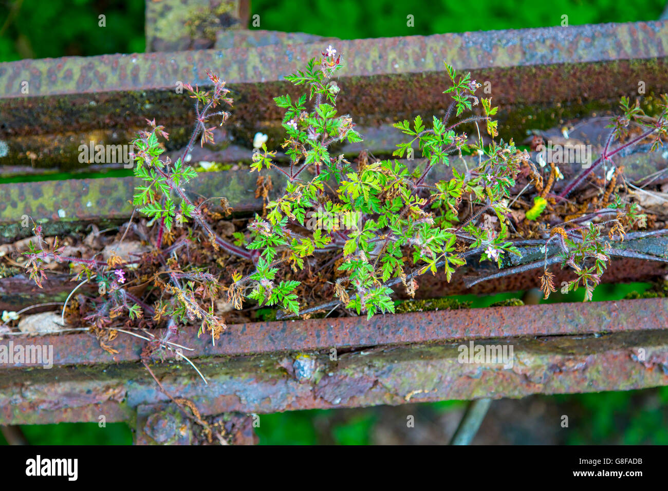 Plants growing in an industrial, strange, unfriendly environment, on ...
