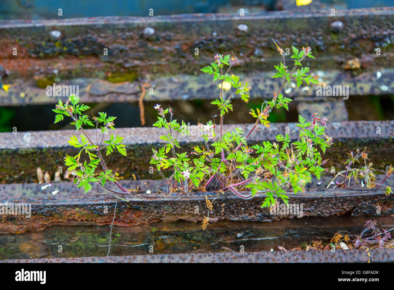 Plants growing in an industrial, strange, unfriendly environment, on ...