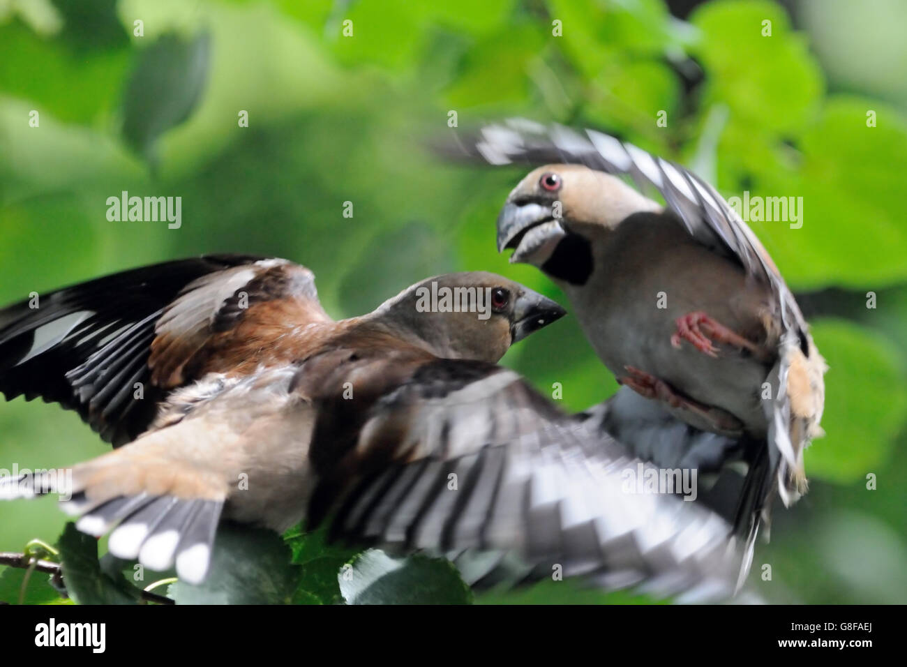 Two female hawfinches (Coccothraustes coccothraustes ) battle in flight ...