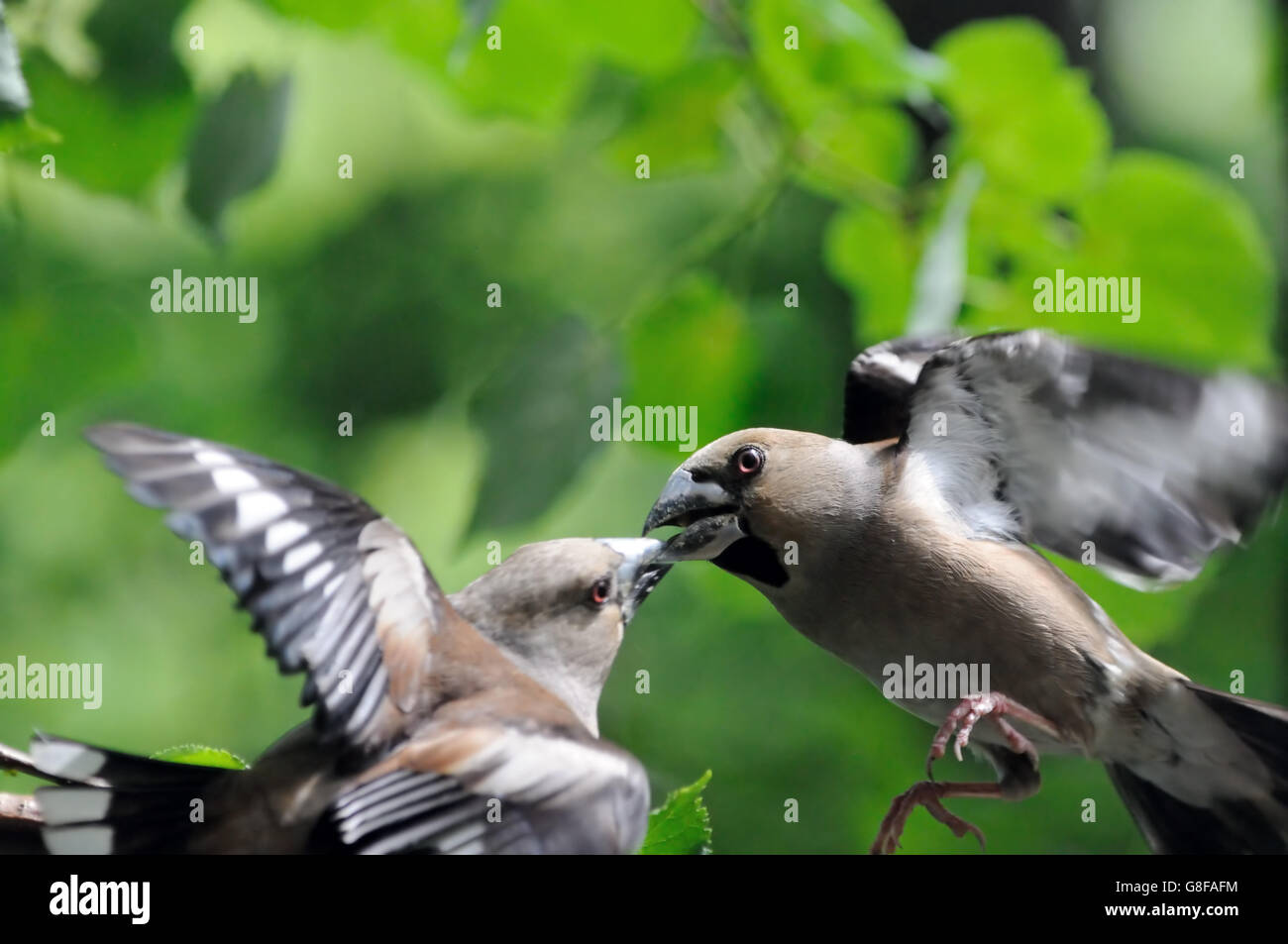 Two female hawfinches (Coccothraustes coccothraustes ) battle in flight ...