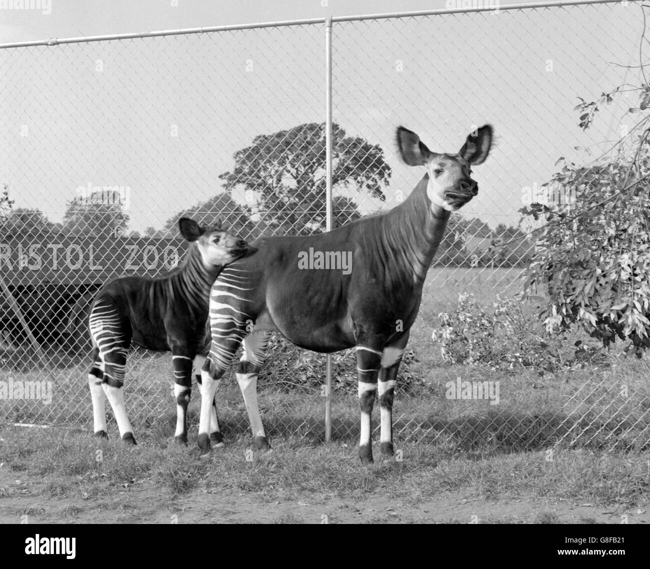 Female okapi Black and White Stock Photos & Images - Alamy