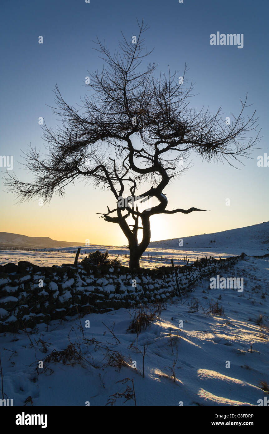 Lone Tree in a Winter Landscape - Roseberry Topping Stock Photo - Alamy