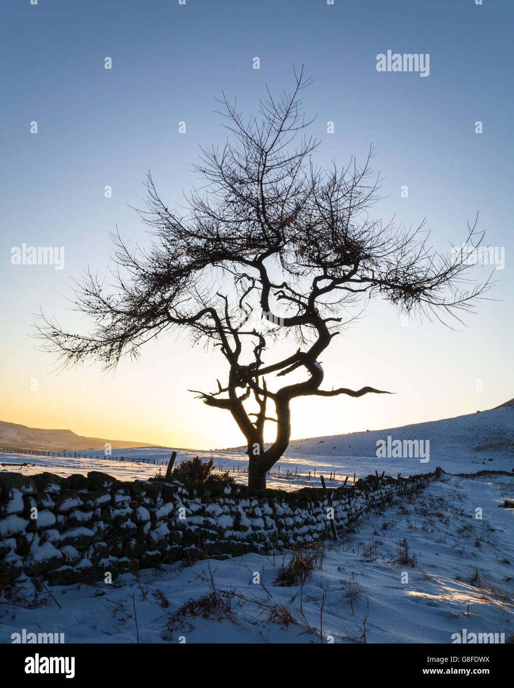 Lone Tree in a Winter Landscape - Roseberry Topping Stock Photo - Alamy