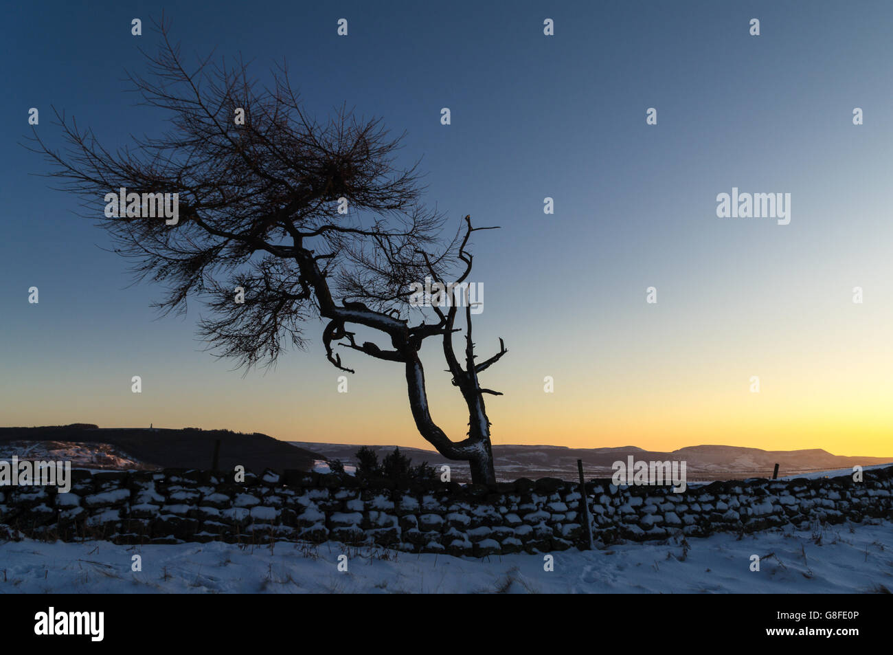 Lone Tree in a Winter Landscape - Roseberry Topping Stock Photo - Alamy
