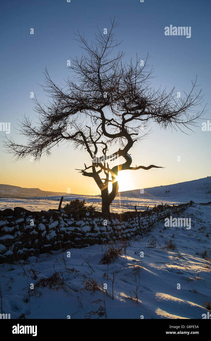 Lone Tree in a Winter Landscape - Roseberry Topping Stock Photo - Alamy