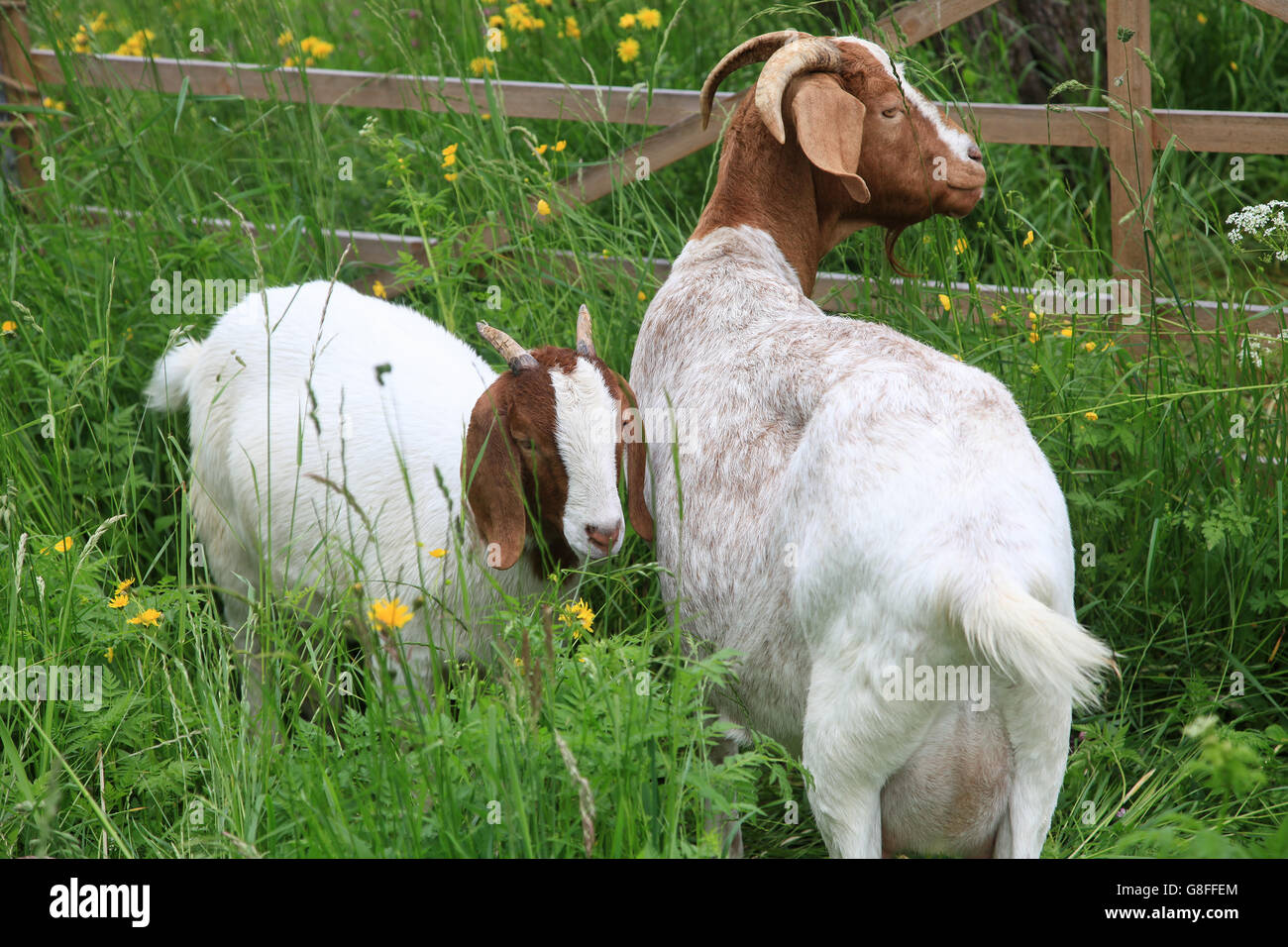 Two goats standing on meadow hi-res stock photography and images - Alamy