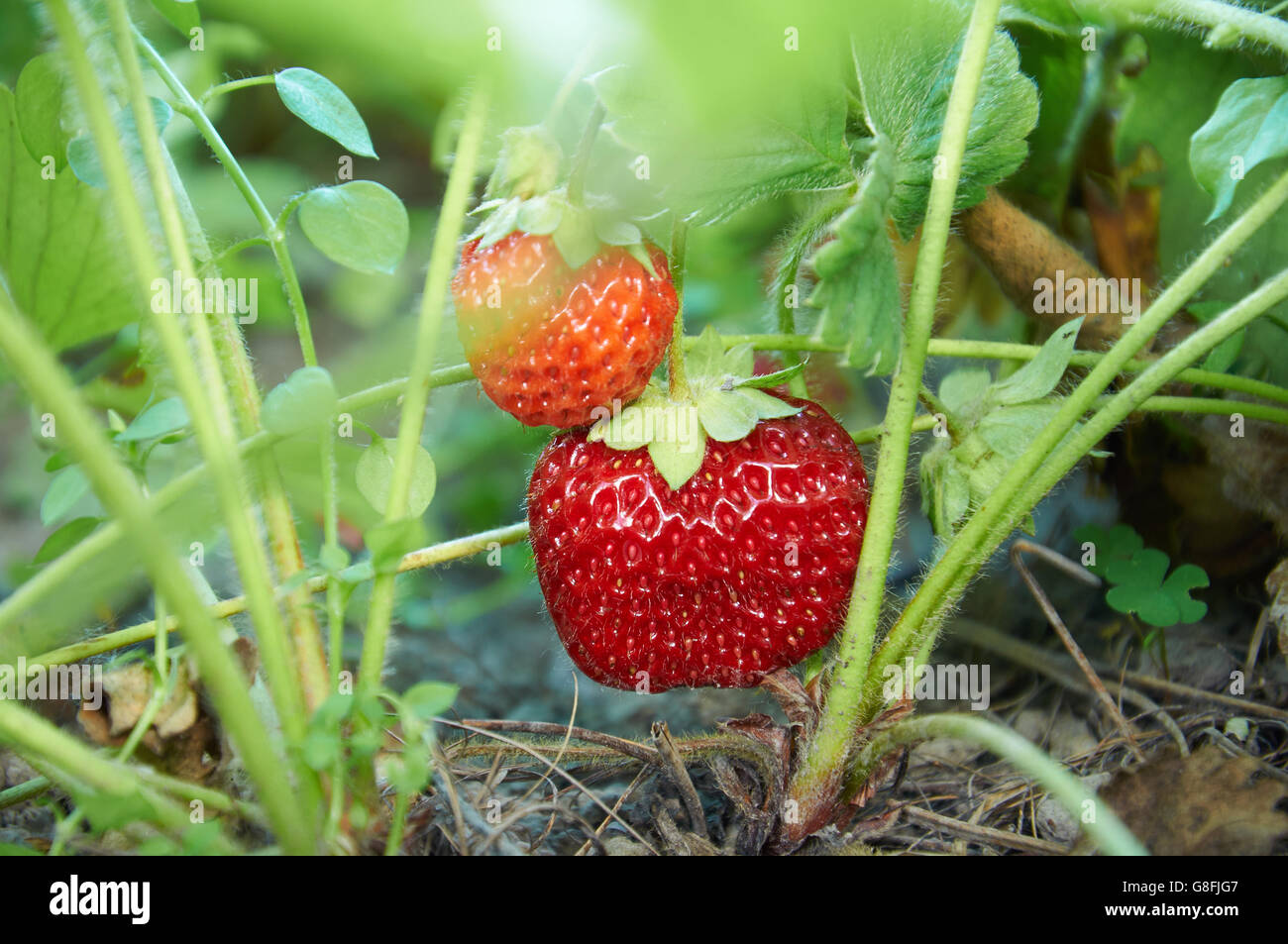 Strawberries growing soil hi-res stock photography and images - Alamy
