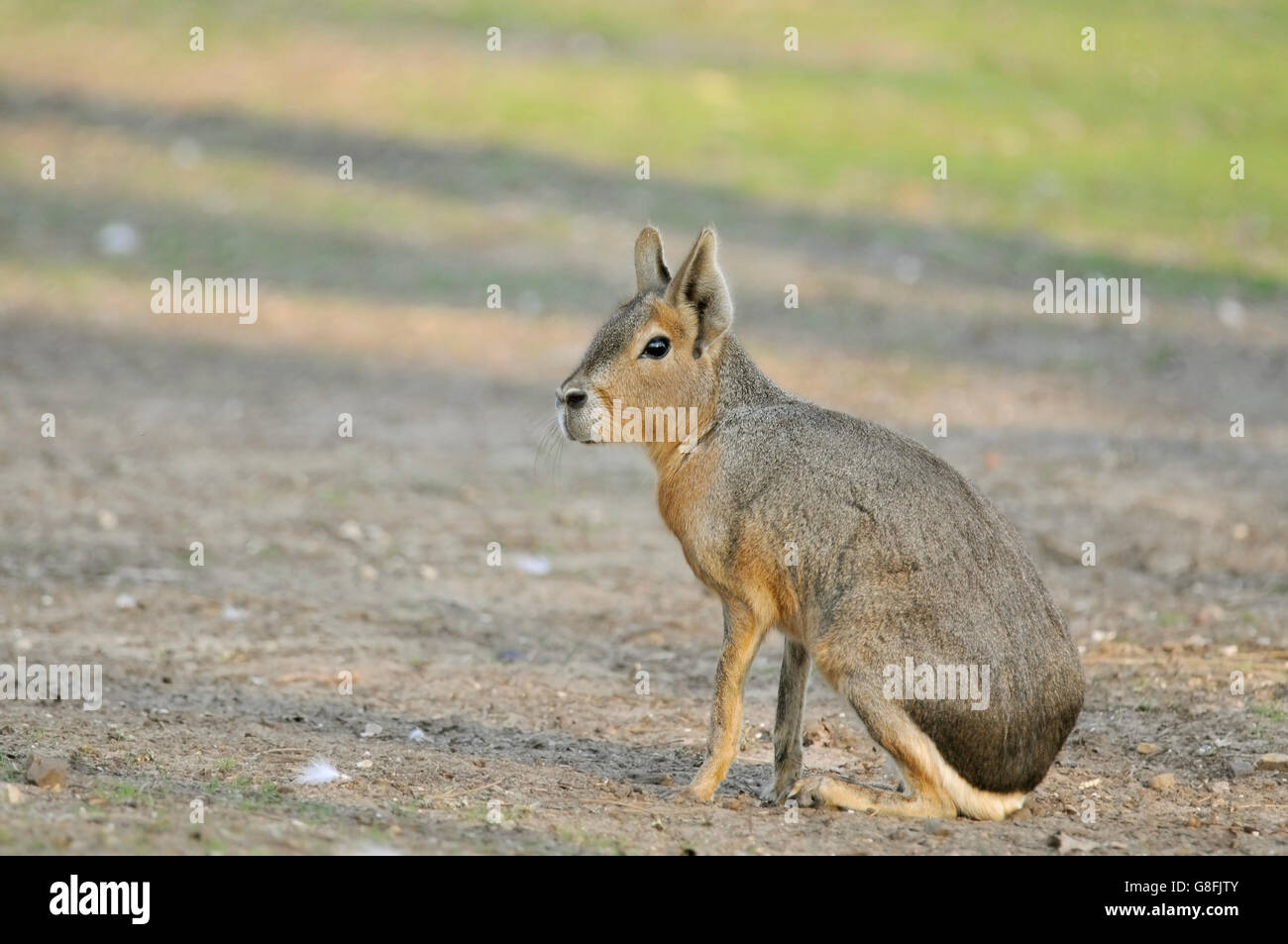 Dolichotis patagonica hi-res stock photography and images - Alamy