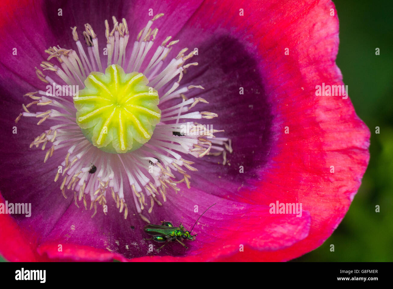Close up of poppy with beetle Stock Photo - Alamy