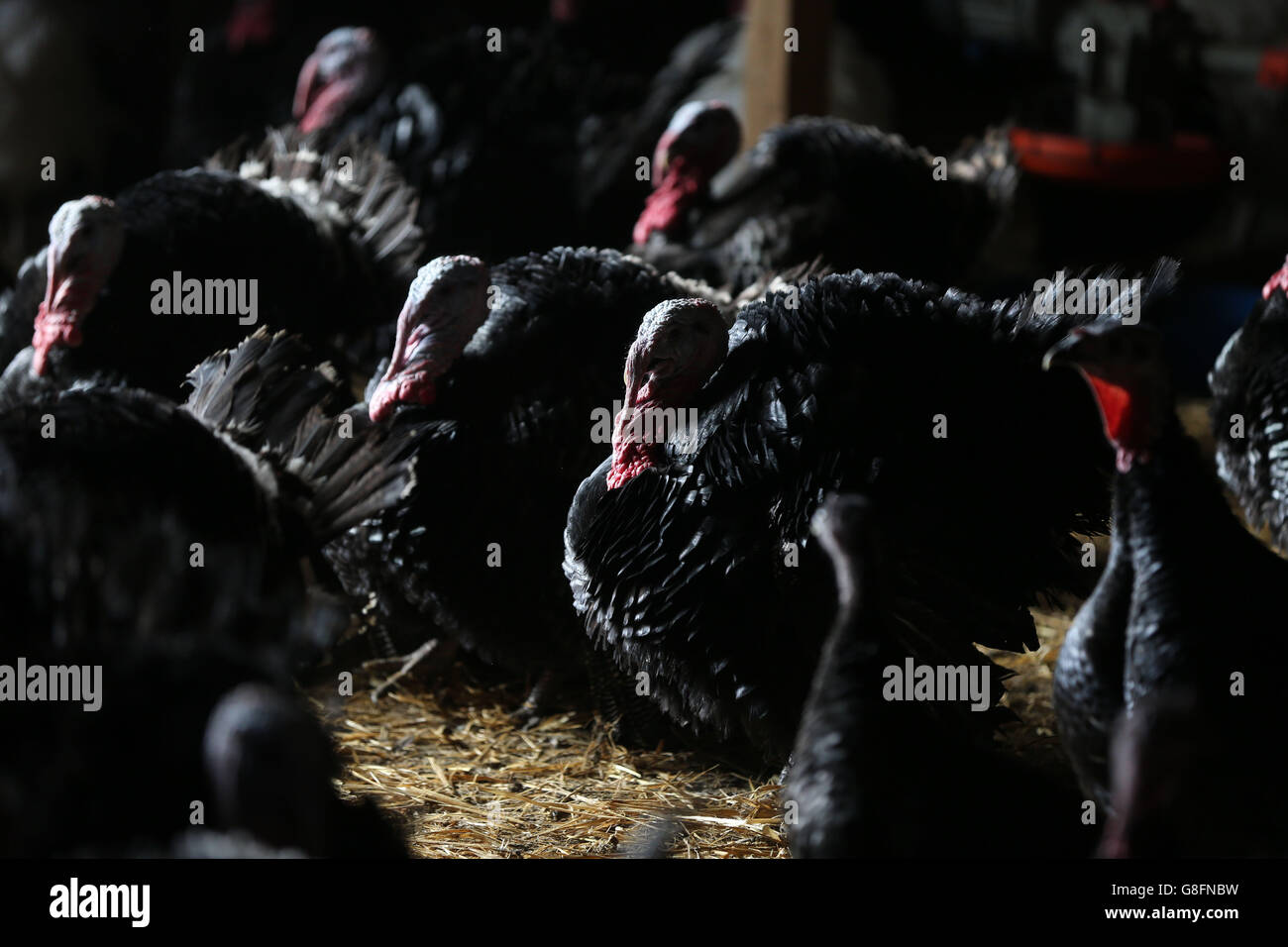 Free range turkeys at McEvoy's farm in Louth, Ireland, ahead of the ...