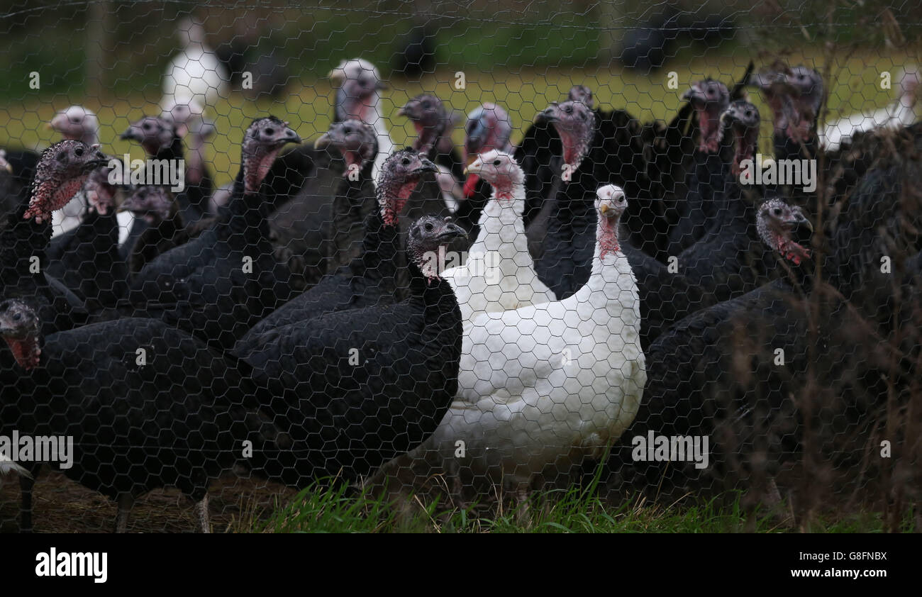 Free range turkeys mcevoys farm hi-res stock photography and images - Alamy