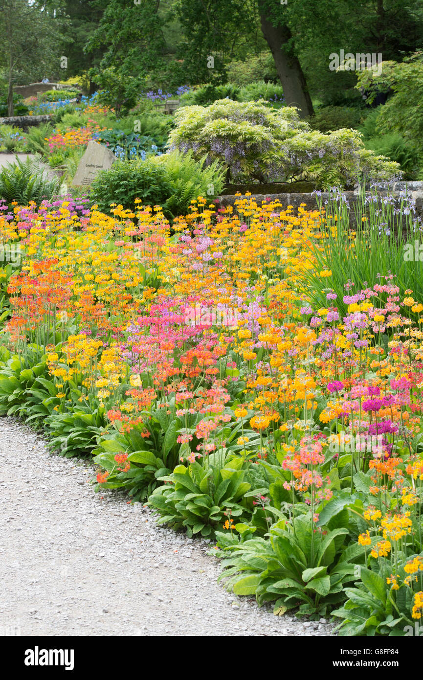 Primula Beesiana. Candelabra Primrose. Candelabra Primula, Harlow carr ...