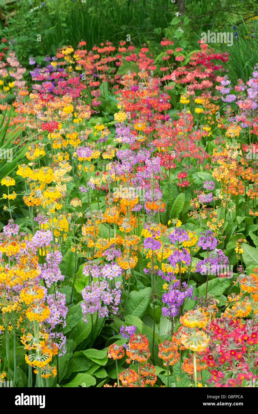 Primula Beesiana. Candelabra Primrose. Candelabra Primula, Harlow carr ...