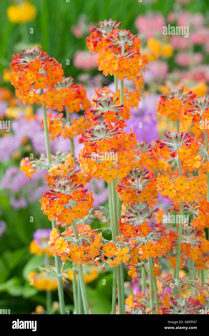 Primula Beesiana. Candelabra Primrose. Candelabra Primula, Harlow carr ...
