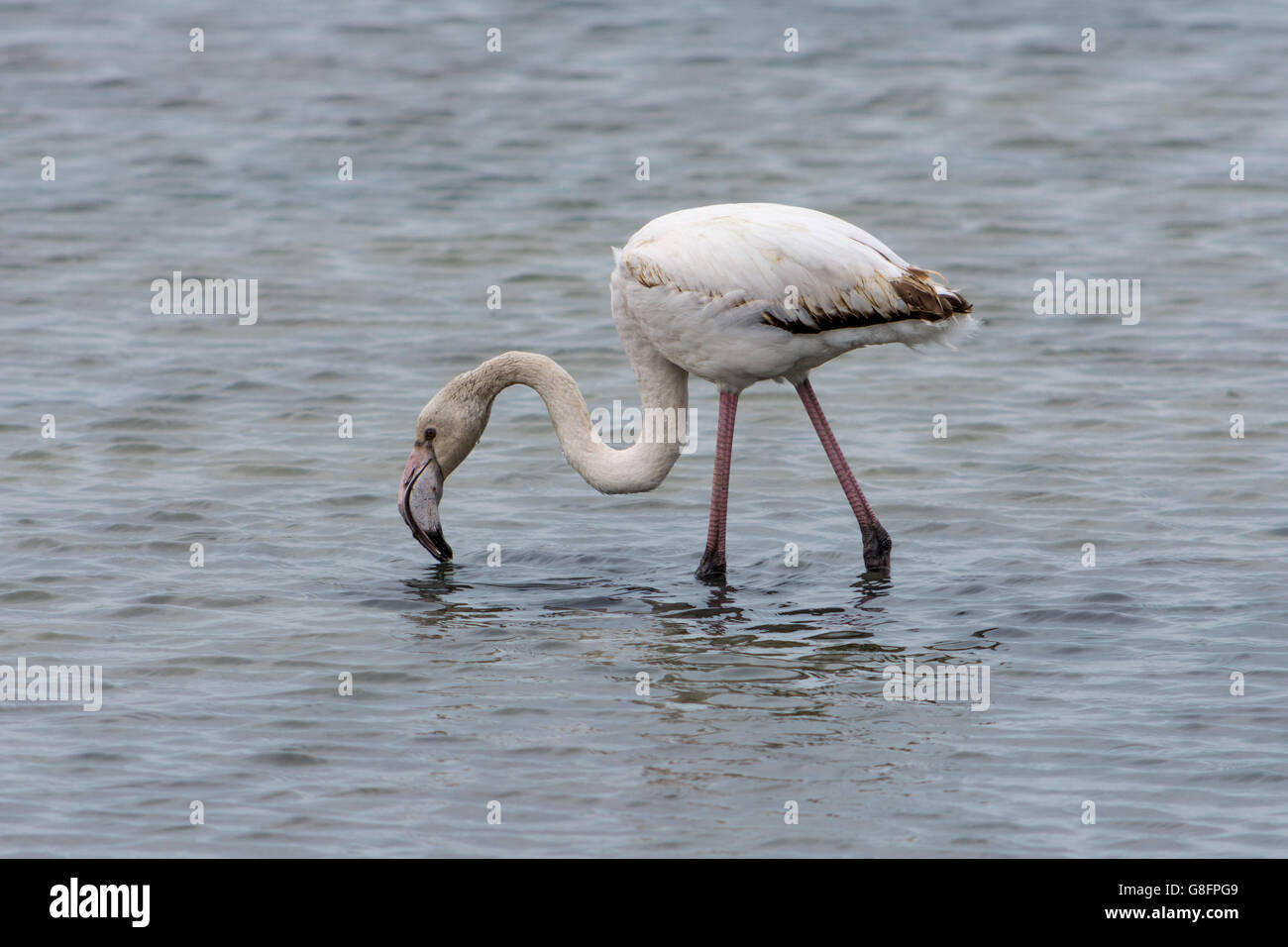 Malnourished flamingo hi-res stock photography and images - Alamy