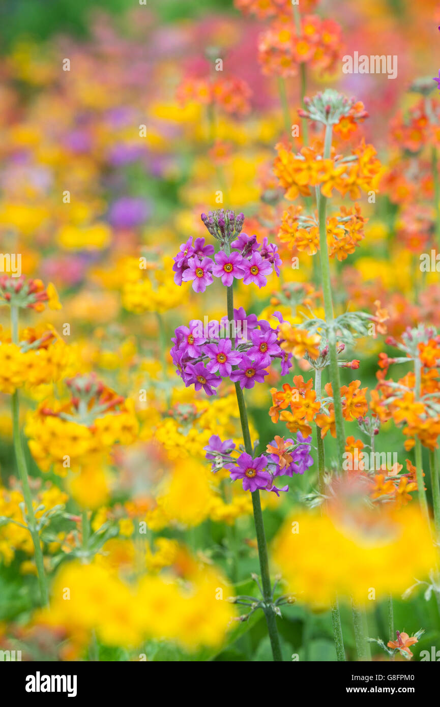 Primula Beesiana. Candelabra Primrose. Candelabra Primula, Harlow carr ...