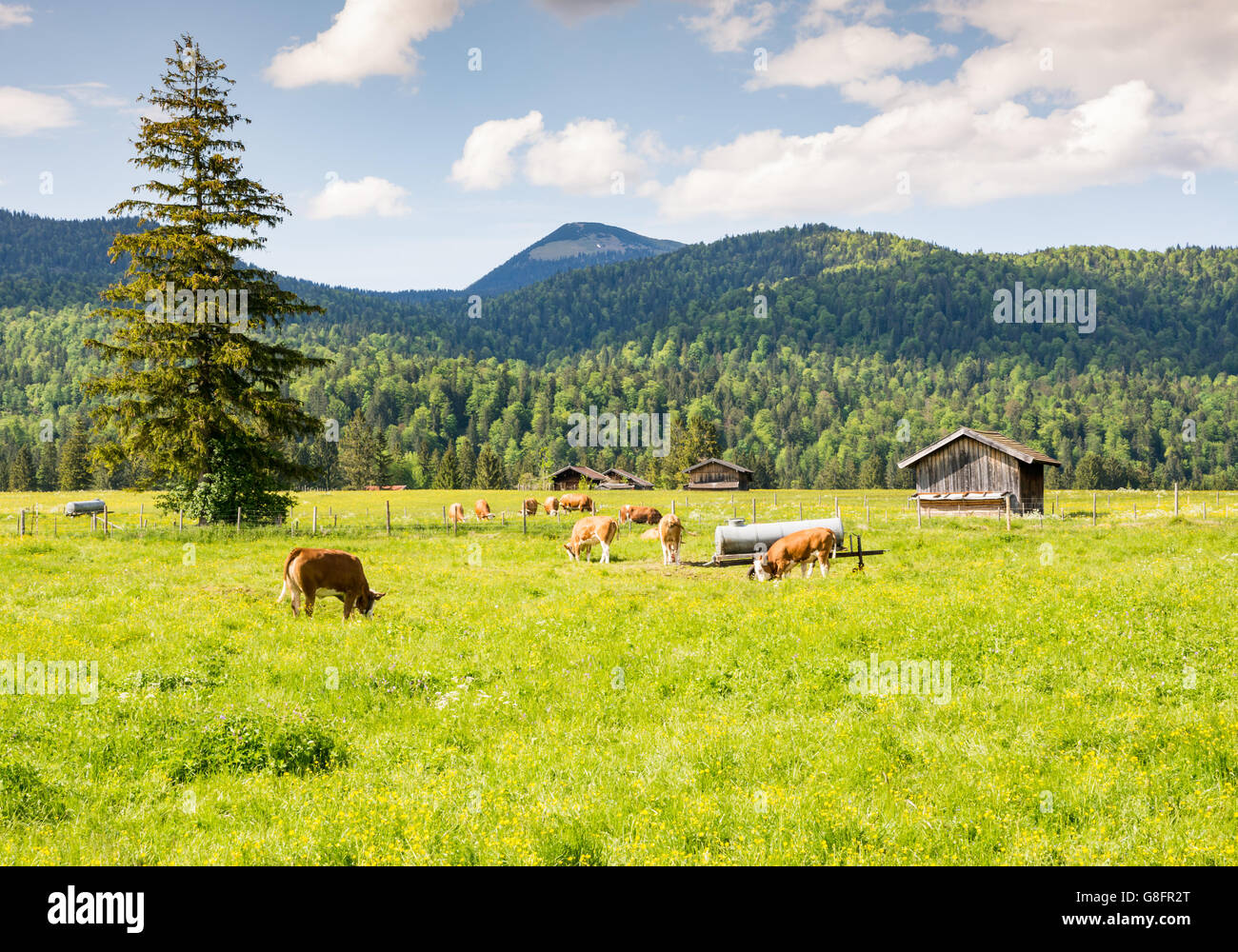 Bavaria alps cows hi-res stock photography and images - Alamy