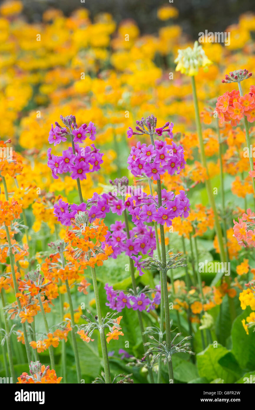 Primula Beesiana. Candelabra Primrose. Candelabra Primula, Harlow carr ...