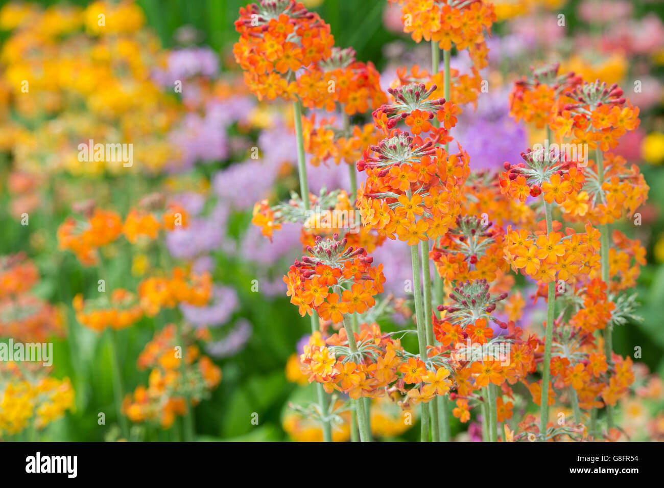 Primula Beesiana. Candelabra Primrose. Candelabra Primula, Harlow carr ...