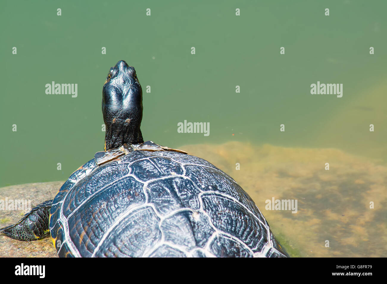 The rock turtle neck hi-res stock photography and images - Alamy