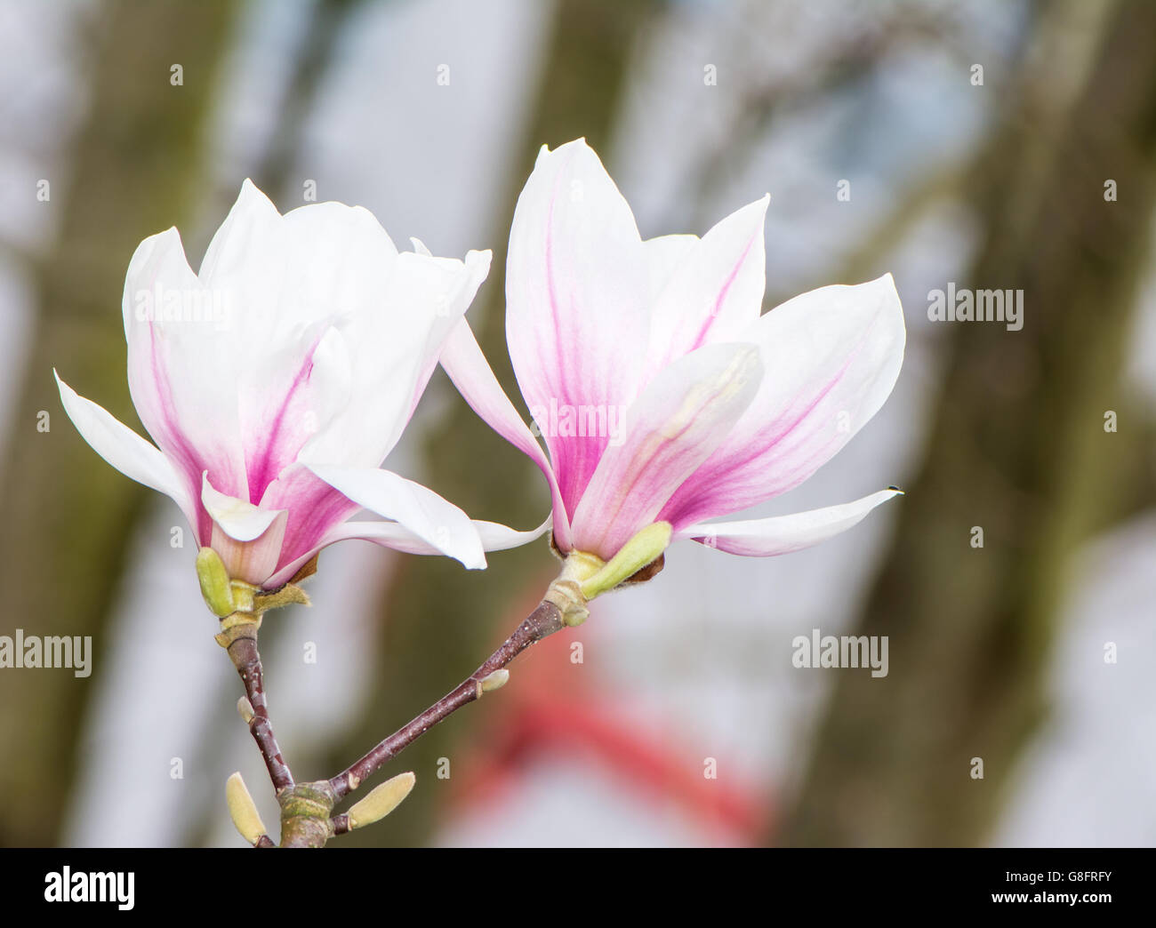 Twig of a flowering magnolia tree with white blossoms Stock Photo - Alamy