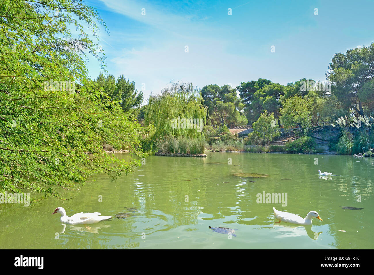 Turtles beak hi-res stock photography and images - Alamy
