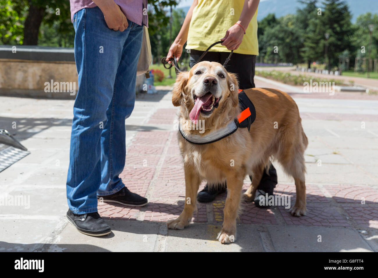 An assistance dog is trained to aid or assist an individual with a ...