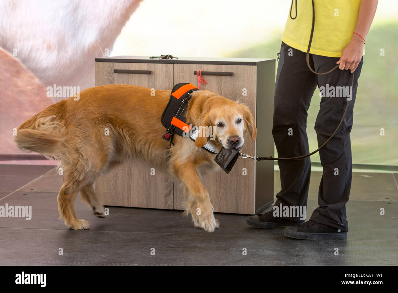 Guide dog blind hi-res stock photography and images - Alamy