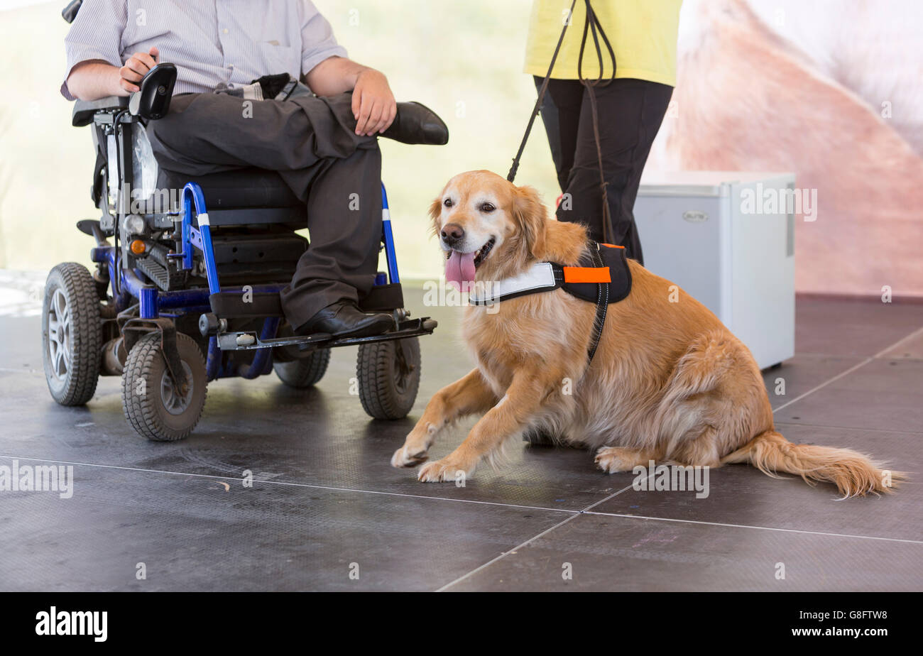 An assistance dog is trained to aid or assist an individual with a ...