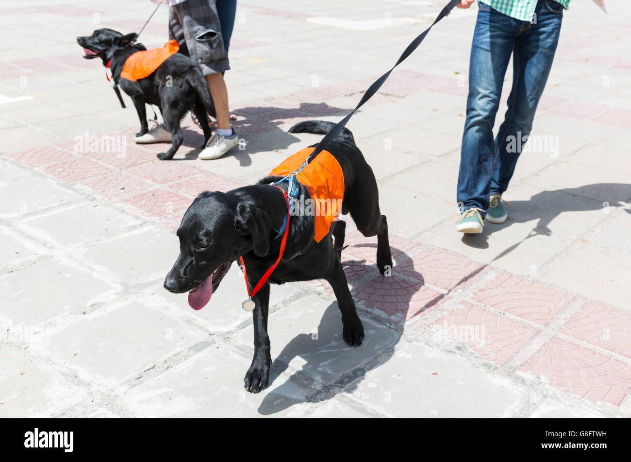 An assistance dog is trained to aid or assist an individual with a ...