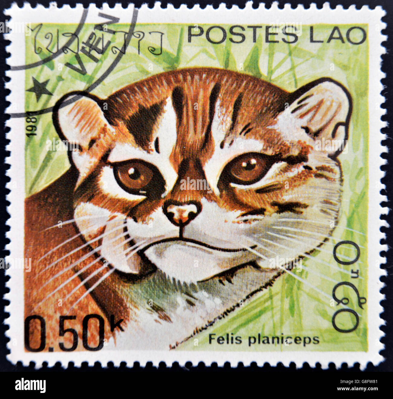 LAOS - CIRCA 1981: A stamp printed in Laos shows a Felis planiceps ...