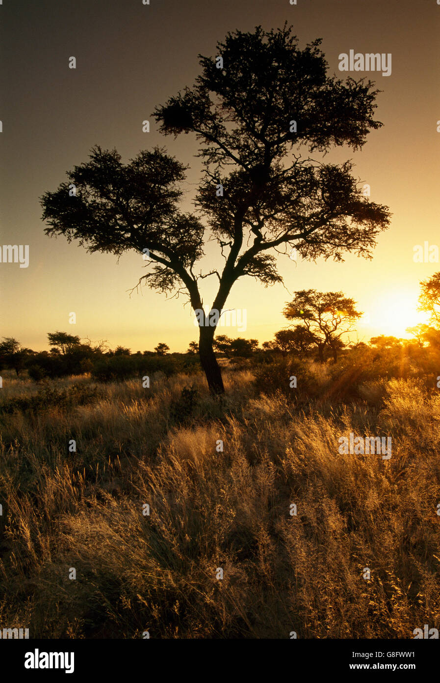 Kalahari Region High Resolution Stock Photography and Images - Alamy