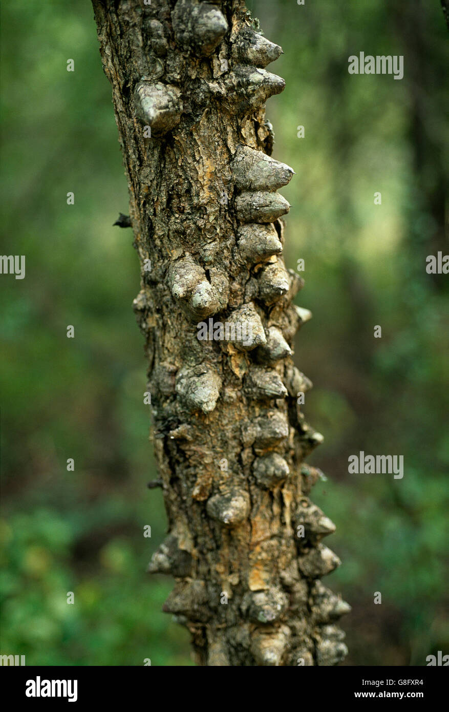 Knobthorn tree, (Senegalia nigrescens), South Africa Stock Photo - Alamy