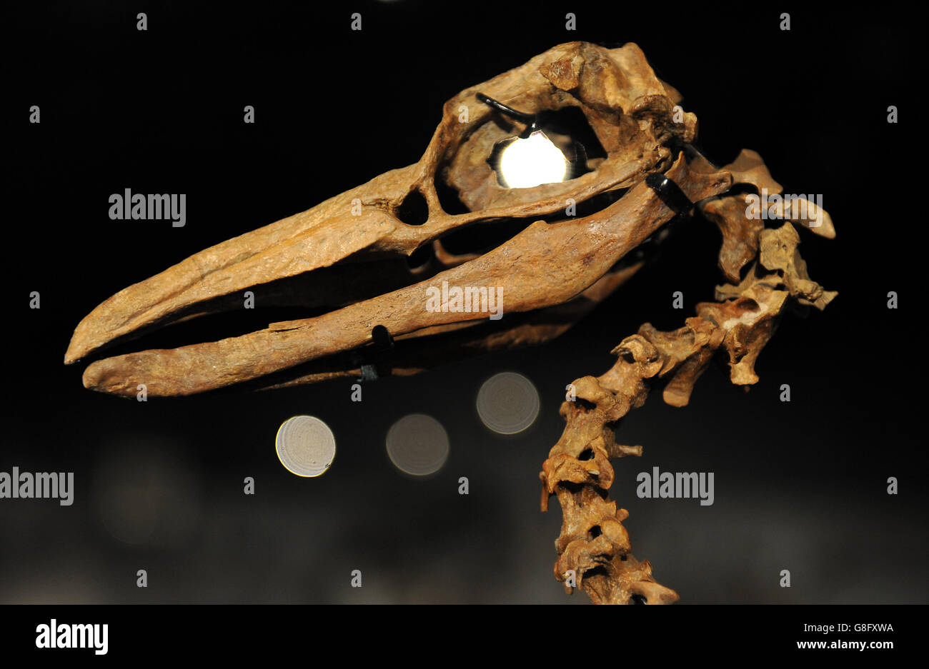 Very rare fossil hi-res stock photography and images - Alamy