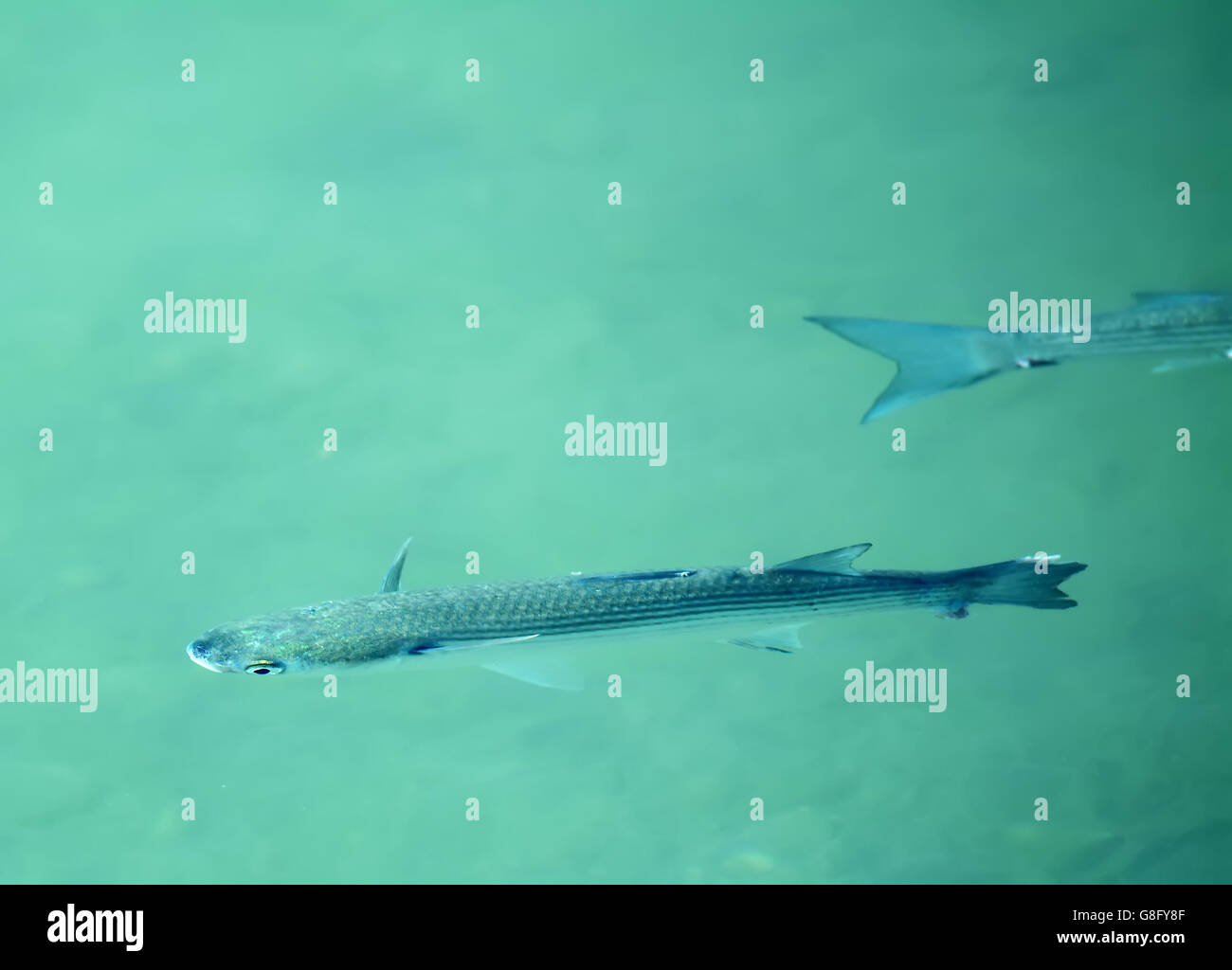 Mullet species hi-res stock photography and images - Alamy