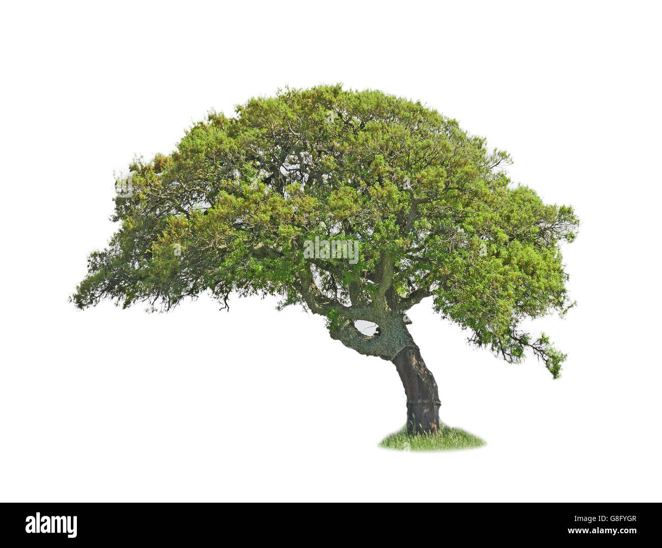 oak tree isolated on white background Stock Photo - Alamy