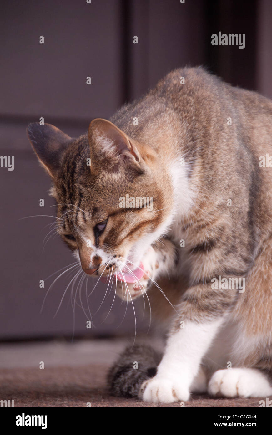 Face wash a cat Stock Photo - Alamy