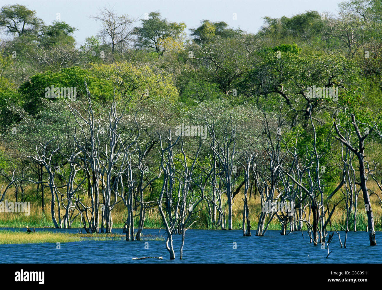 Lowveld scene, South Africa Stock Photo - Alamy