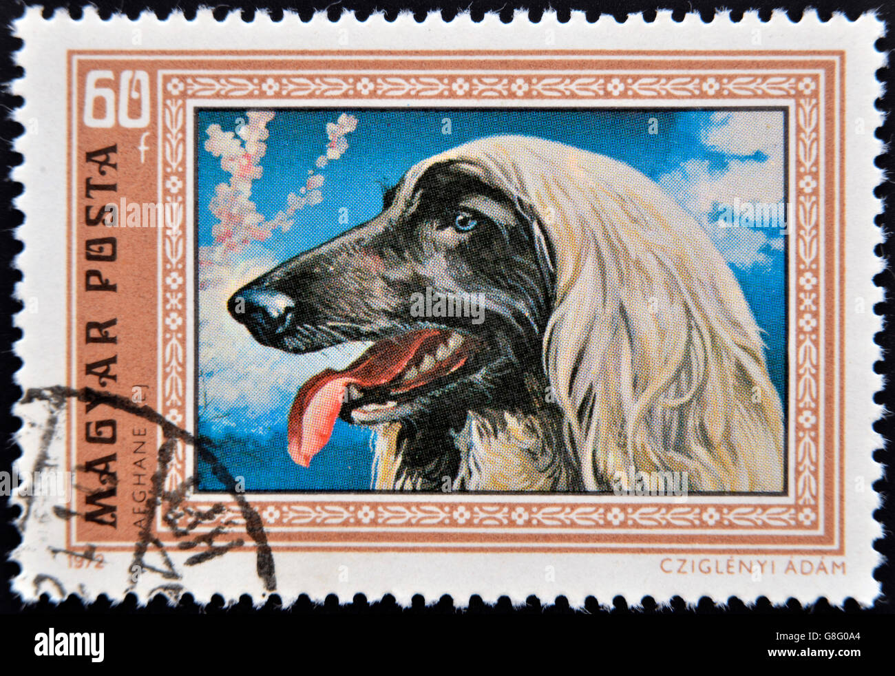 HUNGARY - CIRCA 1972: A stamp printed in Hungary shows an Afghan Hound ...