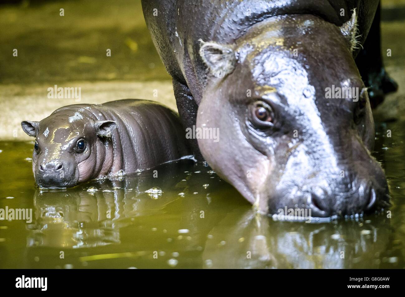 Pygmy hippopotamus calf at Bristol Zoo Stock Photo - Alamy