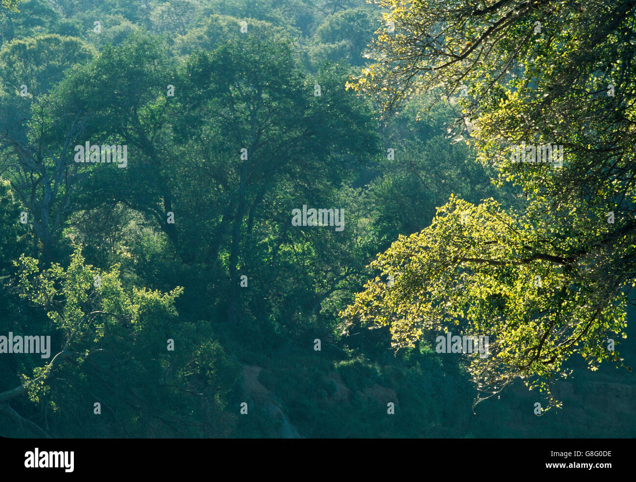 Scene at the Olifants River, Lowveld, South Africa Stock Photo - Alamy