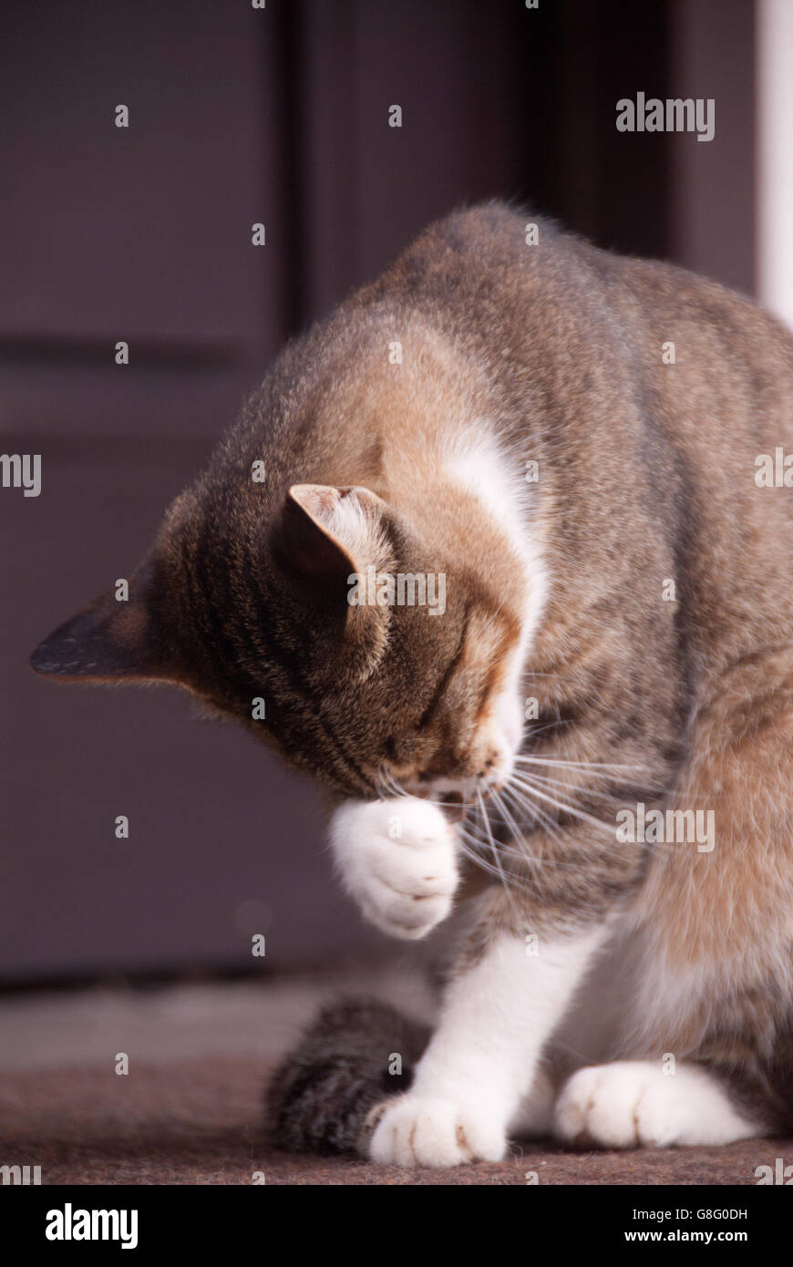 Face wash a cat Stock Photo - Alamy