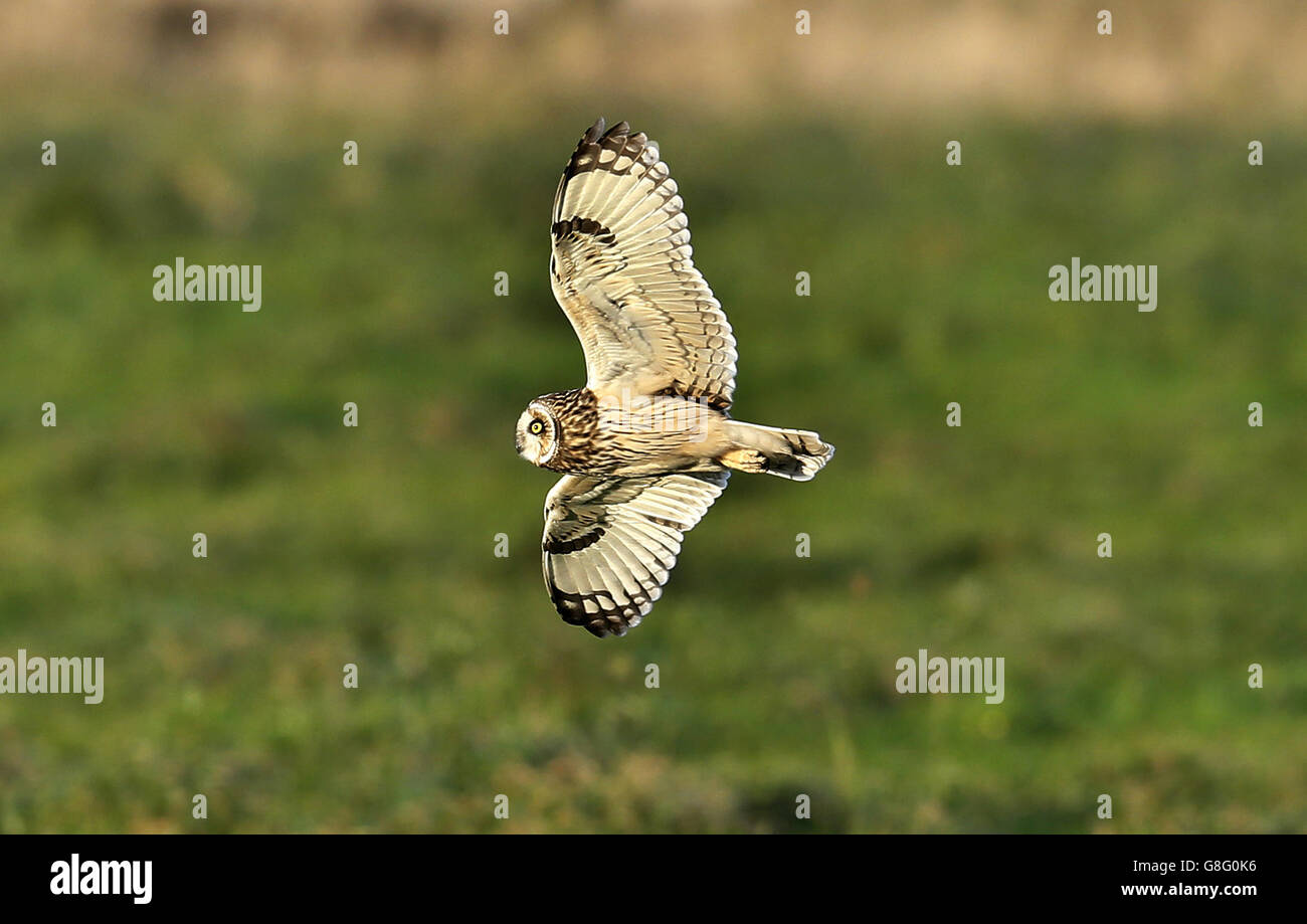 Short eared owls Stock Photo - Alamy