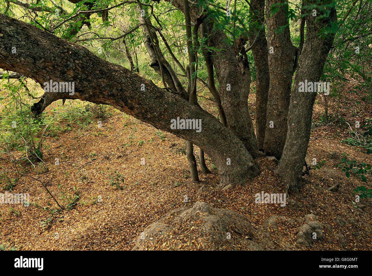 Lowveld scene with tree, South Africa Stock Photo - Alamy