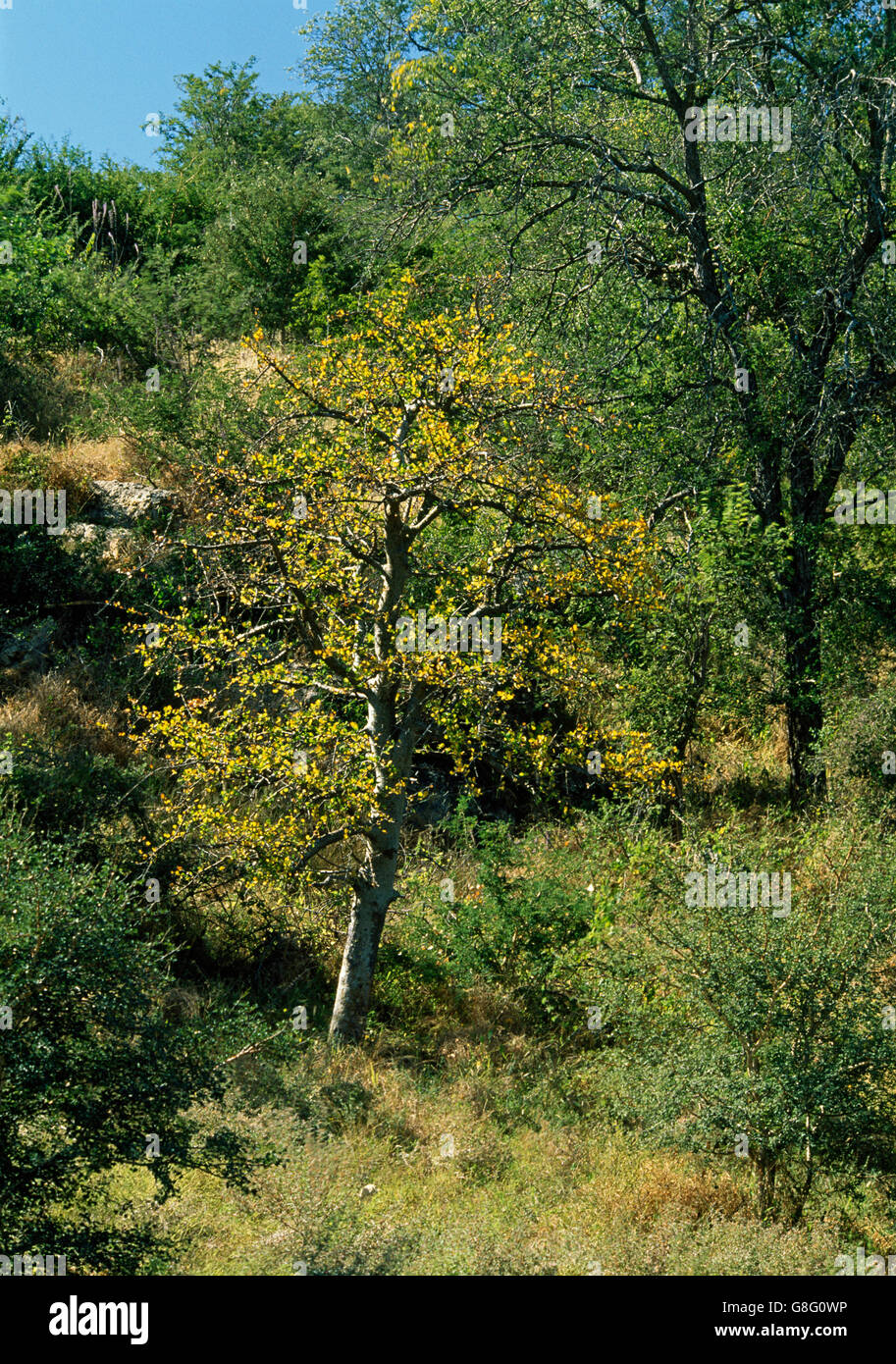 Lowveld scenery hi-res stock photography and images - Alamy