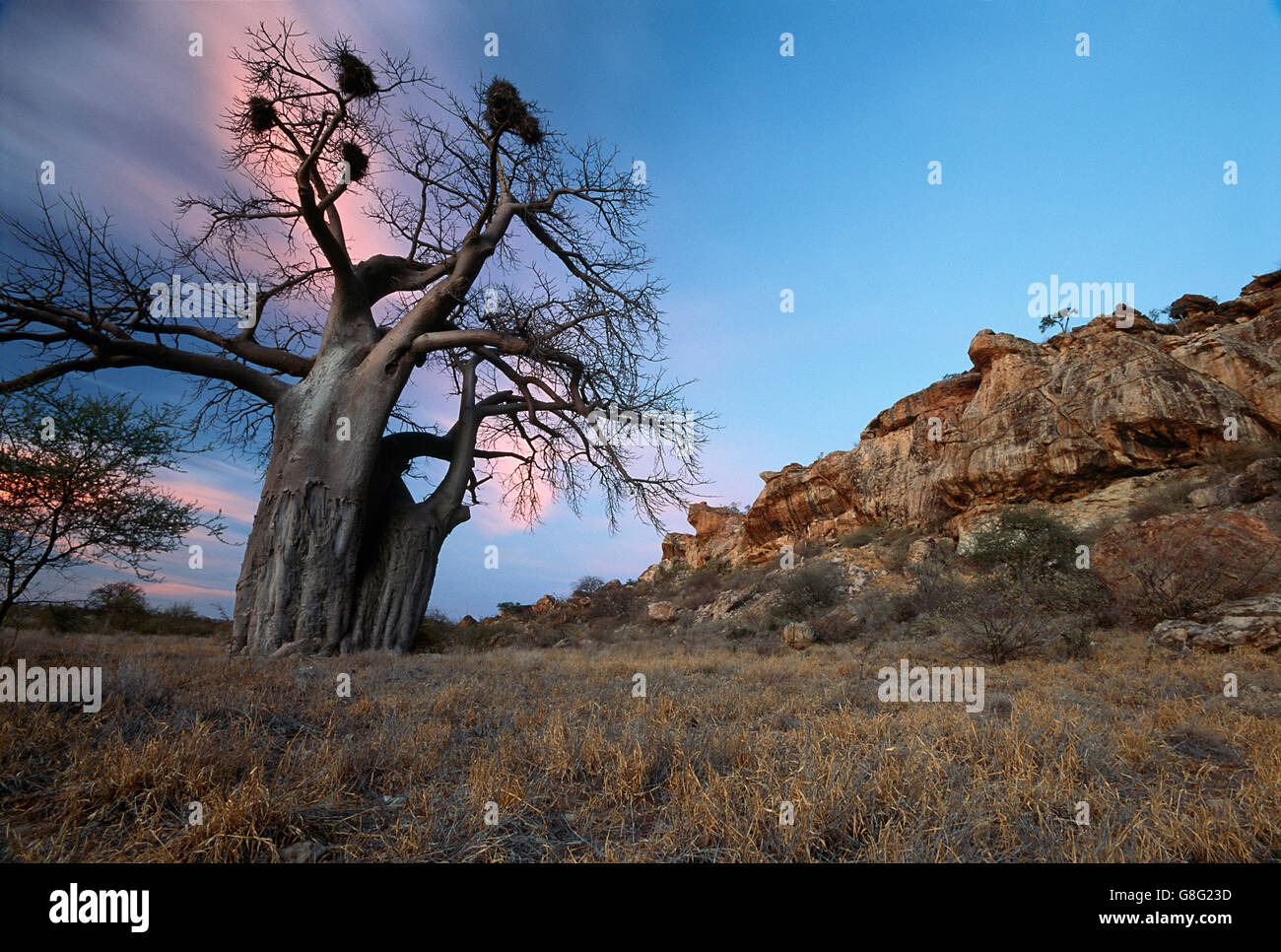 Boulders and baobab, Kingdom of Mapungubwe, Limpopo, South Africa Stock ...